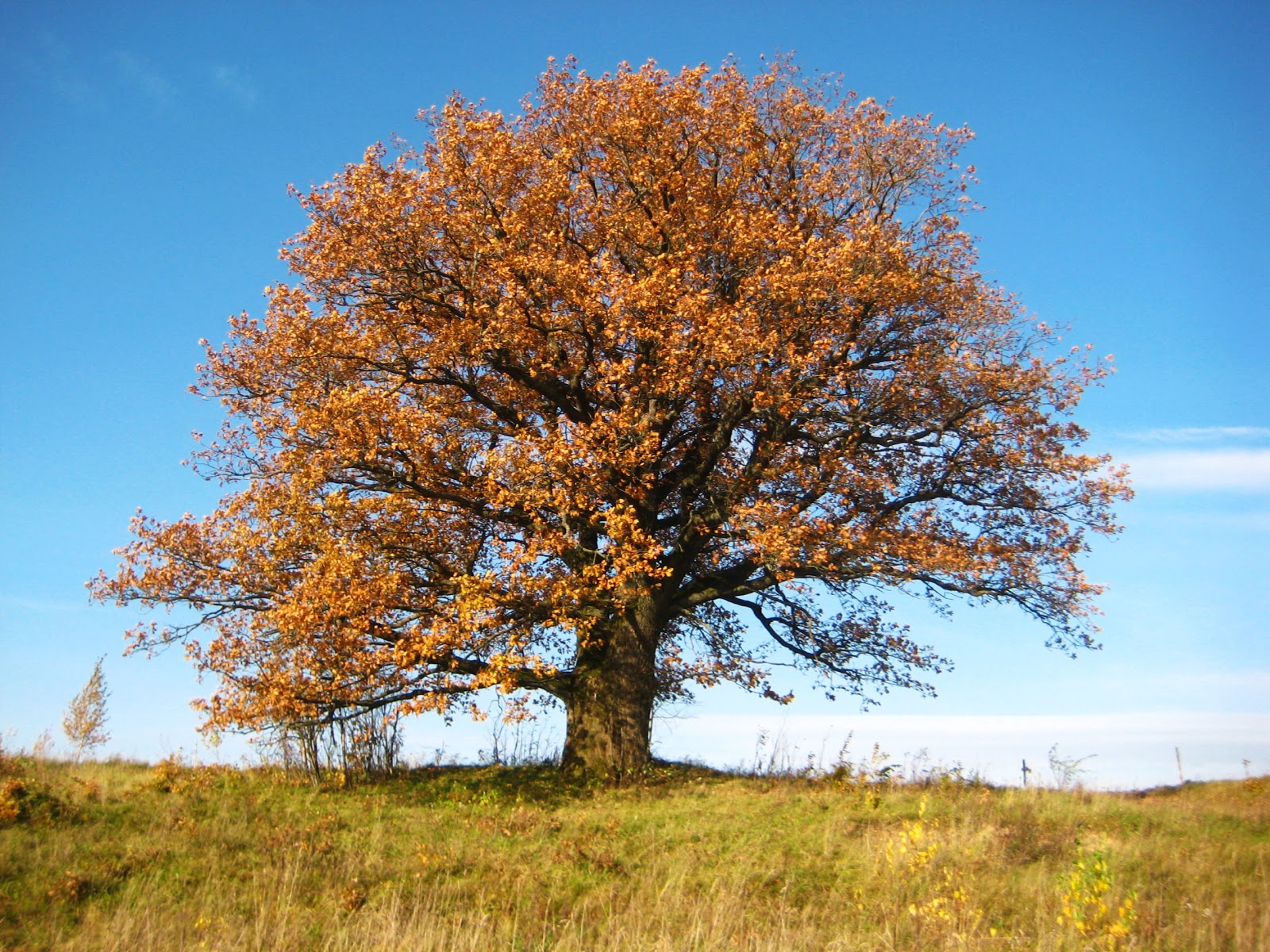 Maištinga siela: Mitinė vieta: Senasis Kuliaupės ąžuolas