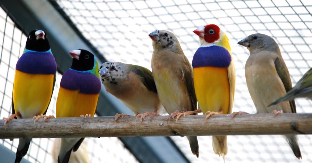 How to Breed Your Gouldian Finches - biographypedia