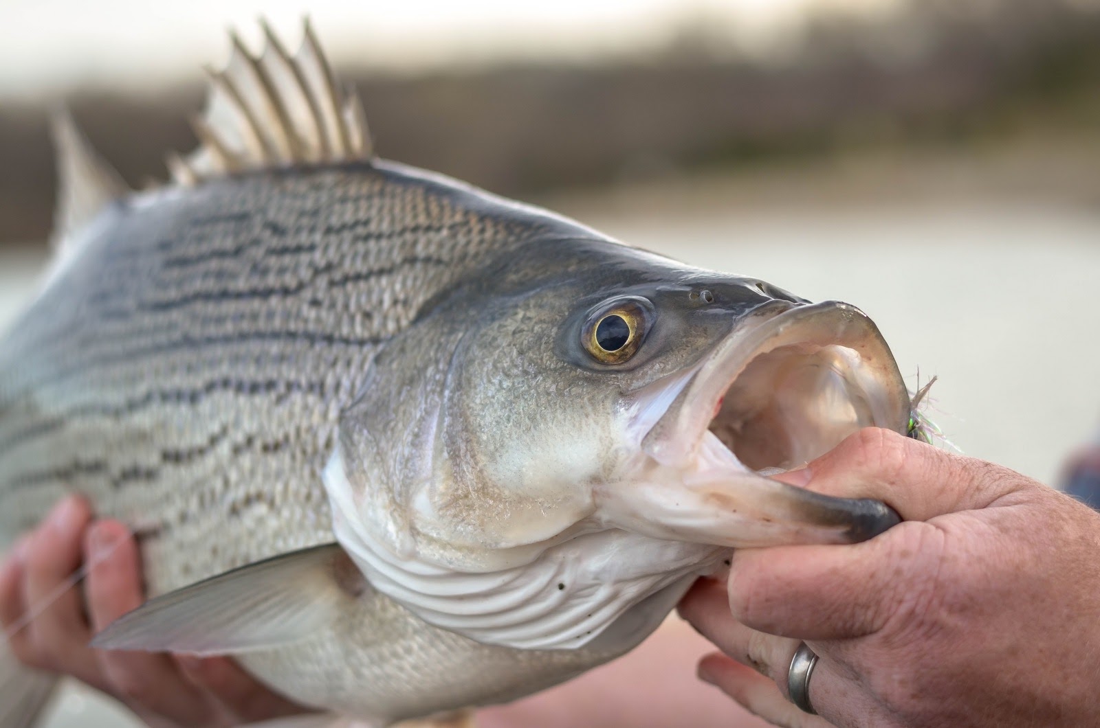 The Show Me Fly Guy: Wipers/Hybrids on the Fly- The Conclusion