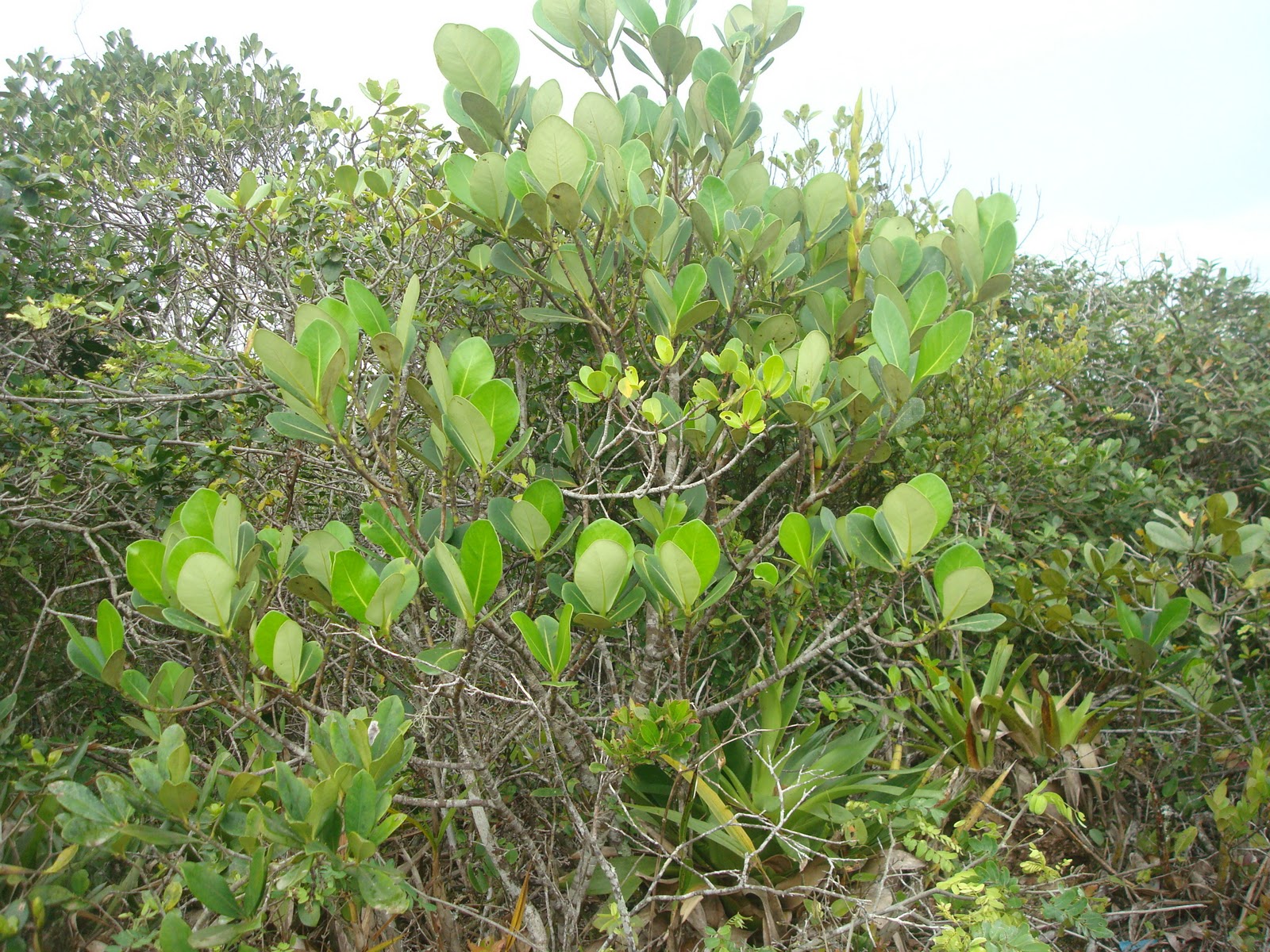 Mangue e Restinga na Ilha do Cardoso: A Restinga