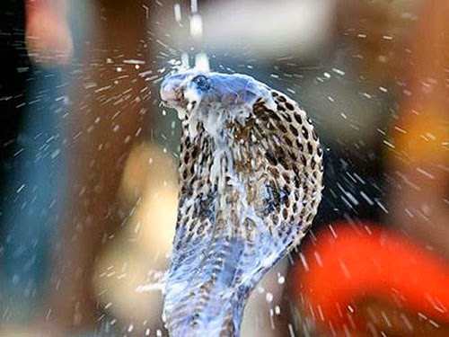 Kerala Mythology: Legend of Pambumekkaattu Naga Temple and the Story ...