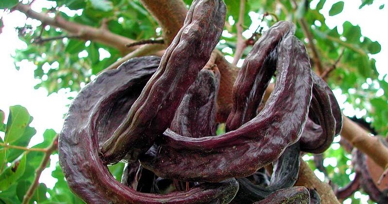 Flora de Puerto Rico Ilustrada Papo Vives: Caesalpinoideae CERATONIA ...