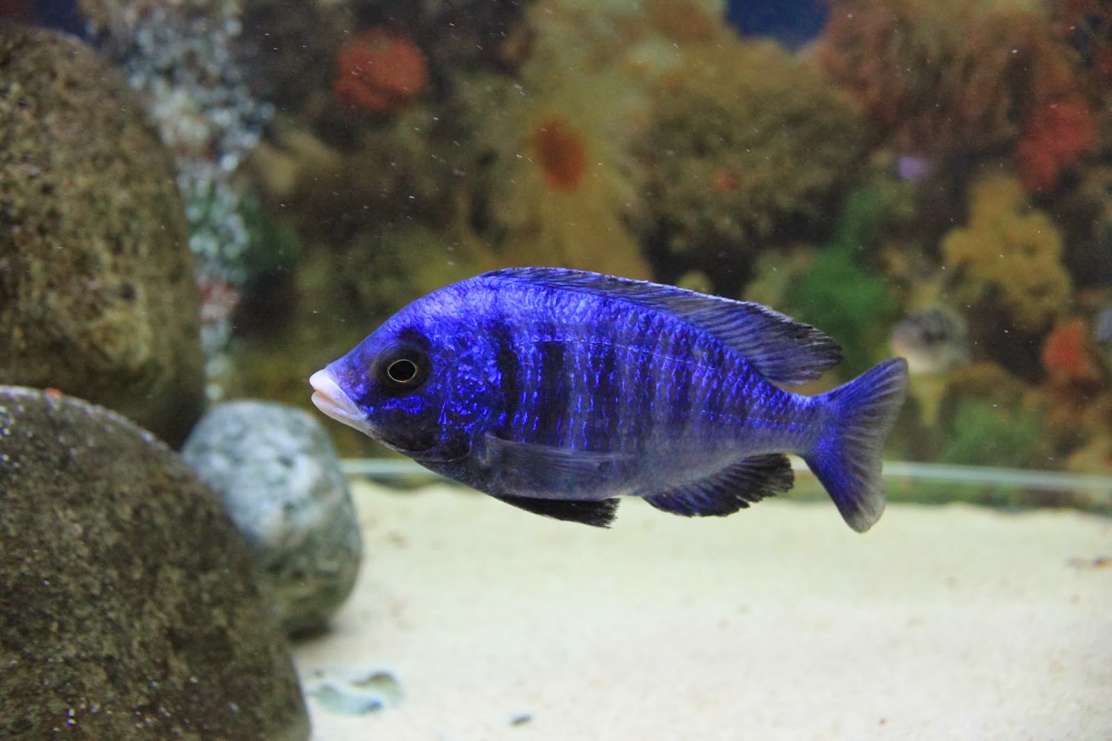 馬拉威湖慈鯛 Lake Malawi Cichlids: 非洲慈鯛 - 馬拉威湖 - 白嘴藍寶石 - Placidochromis ...