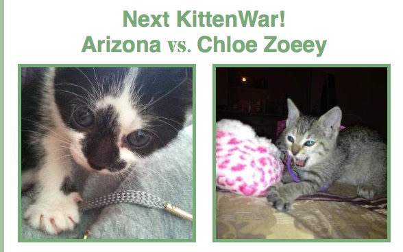 The Receptionist: Cute! Kitten War!