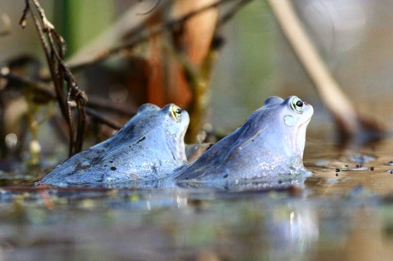 The Frog that Turns Blue | The Ark In Space