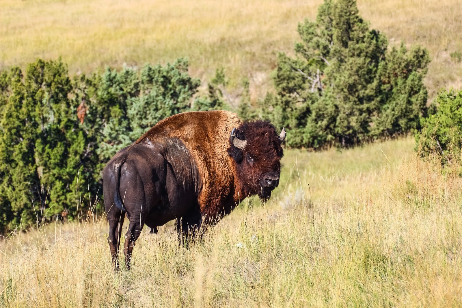 Cannundrums: Plains Bison - South Dakota