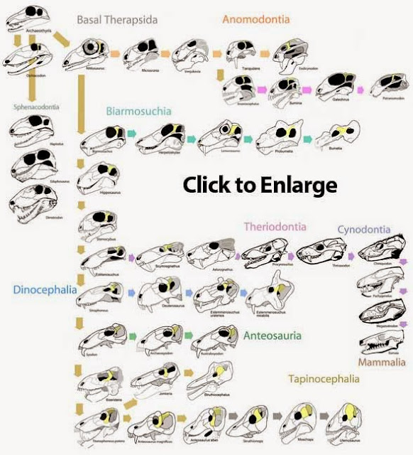 Ciencias de Joseleg: 17 EL CRÁNEO DE LOS SINÁPSIDOS Y LOS MAMÍFEROS