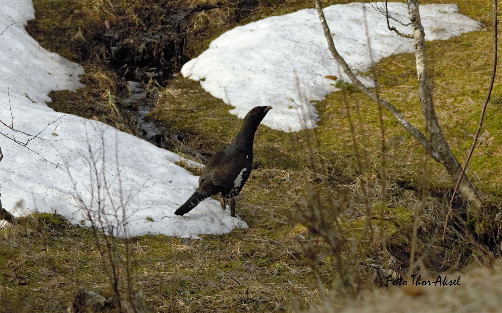 Thor-Aksel`s FOTO BLOGG: mai 2016