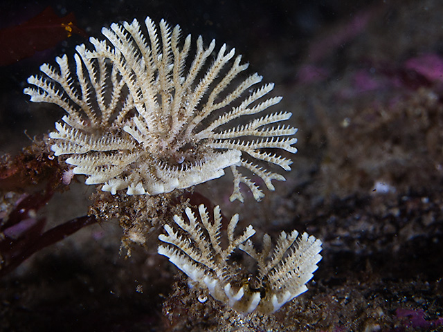 Bryozoa ~ Dunia Hewan