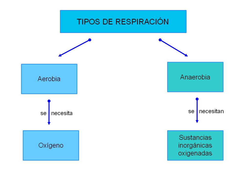 Pedagogía: Comparación entre la respiración aerobia y anaerobia