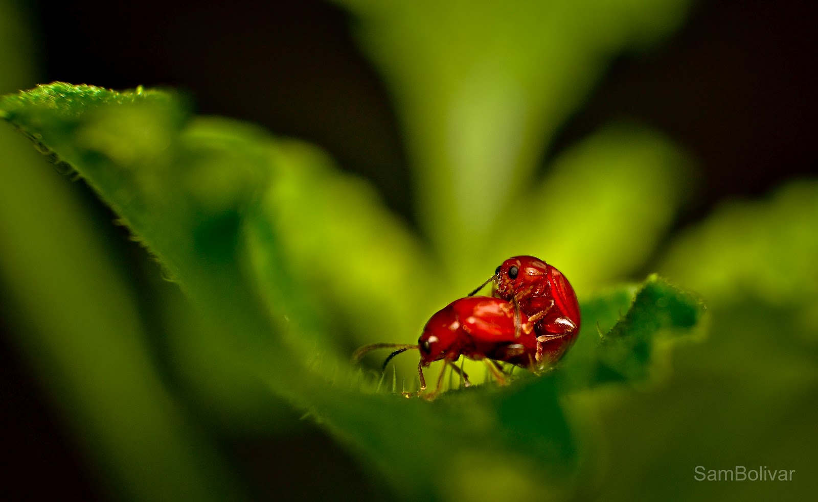 Insects Macro Photography: Tips and Tutorials