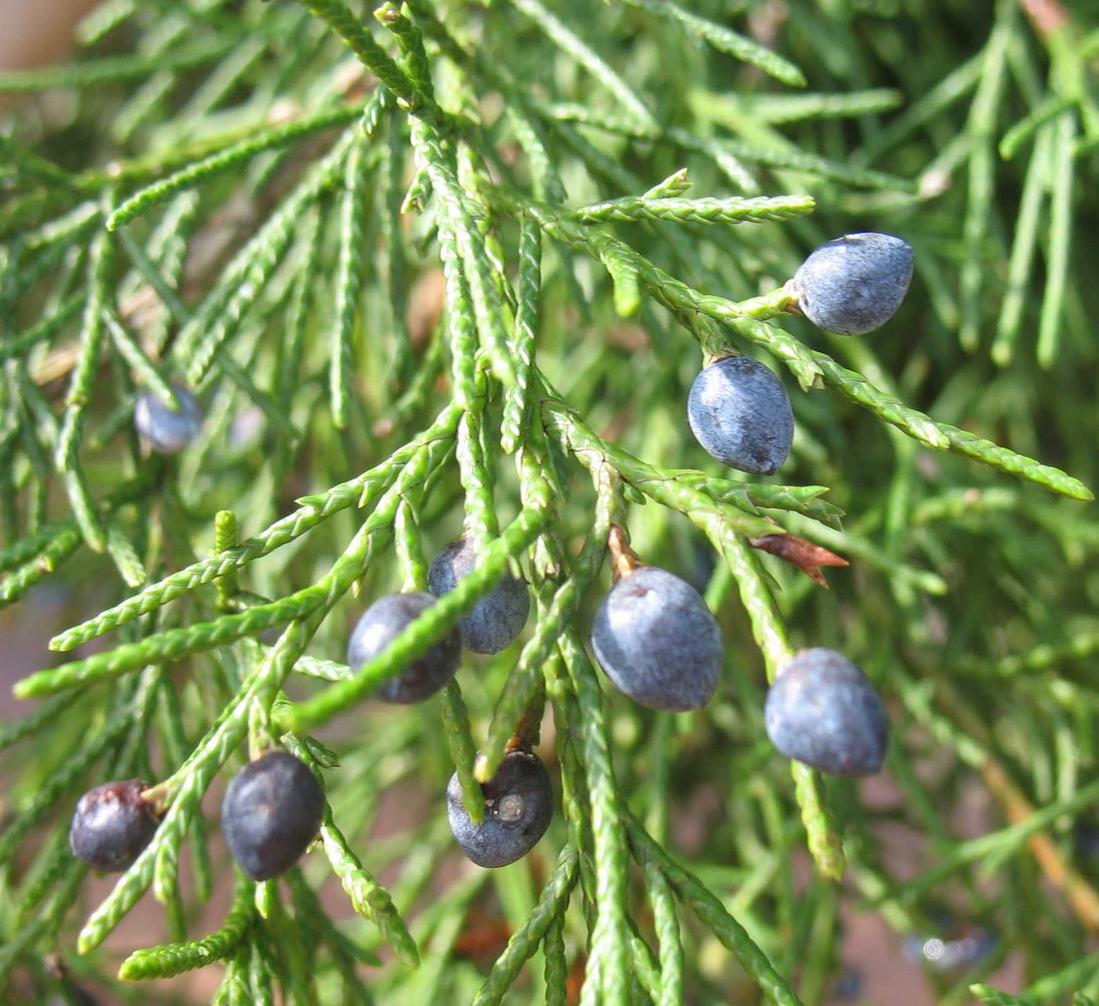 Using Georgia Native Plants: Native Evergreen Conifers in North Georgia