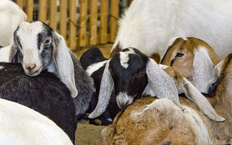 The Wayward Hawaiian: Goats Snuggle