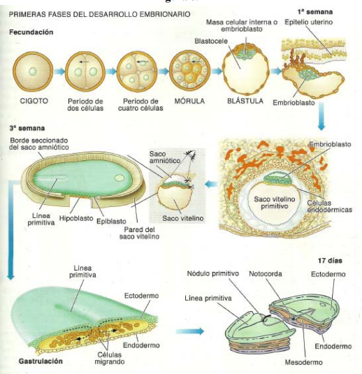 El MUNDO DEL CEREBRO : EMBRIOLOGIA DEL SISTEMA NERVIOSO