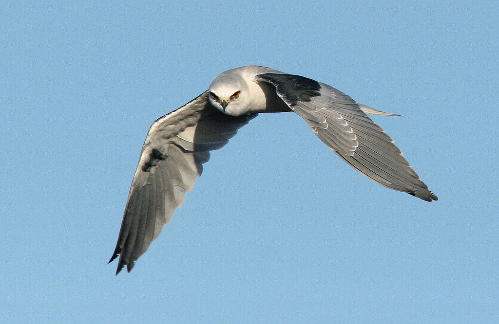 Bellas Aves de El Salvador: Elanus leucurus (gavilán cola blanca o ...