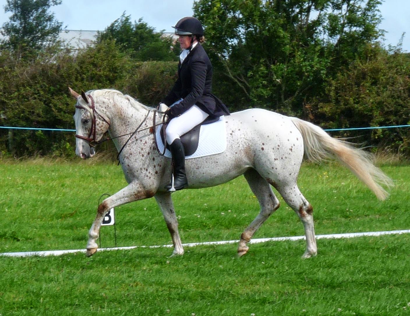 Chamfron Stud : Chamfron Chipita - Dressage