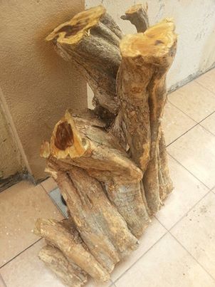 Kayu Warisan Malaysia: Kayu Kemuning emas