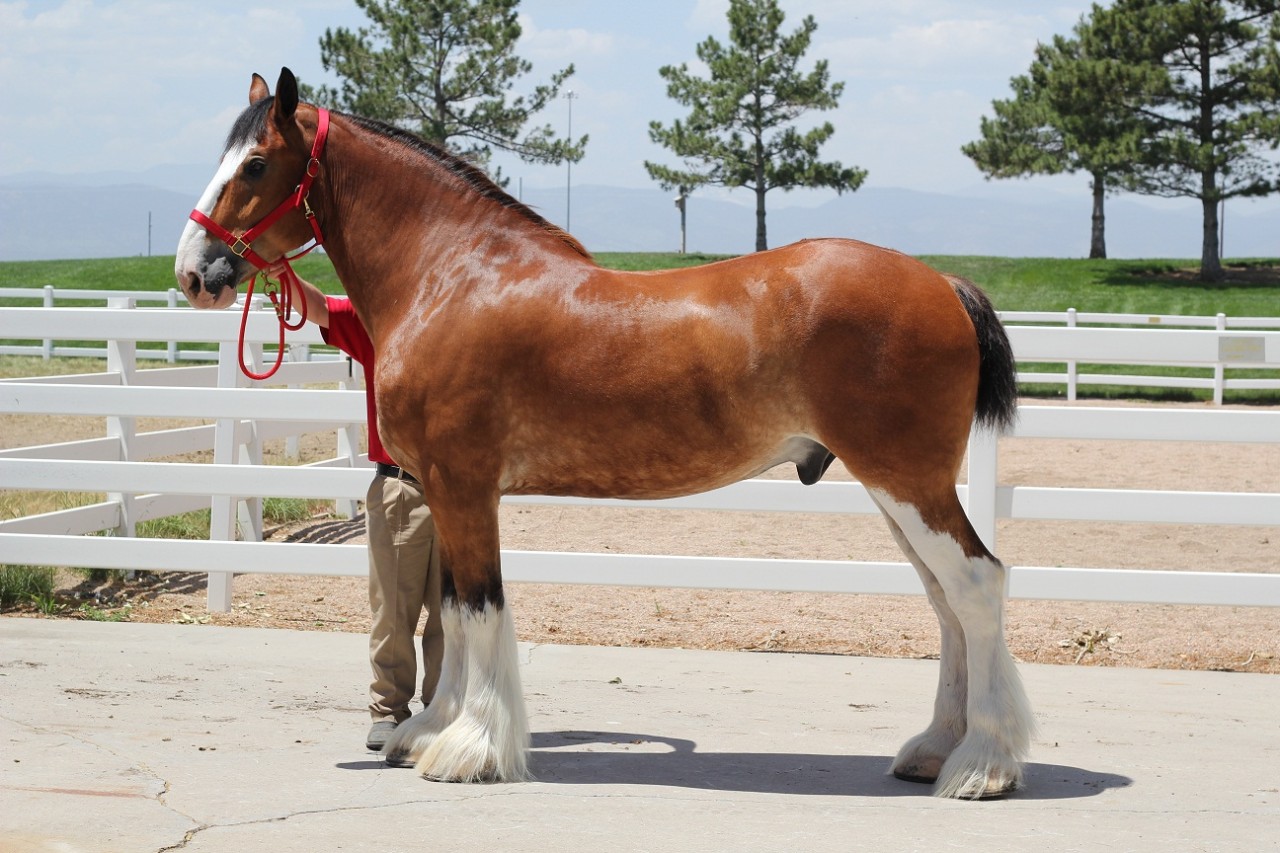 Equitación y Todo Sobre Caballos: Información Básica