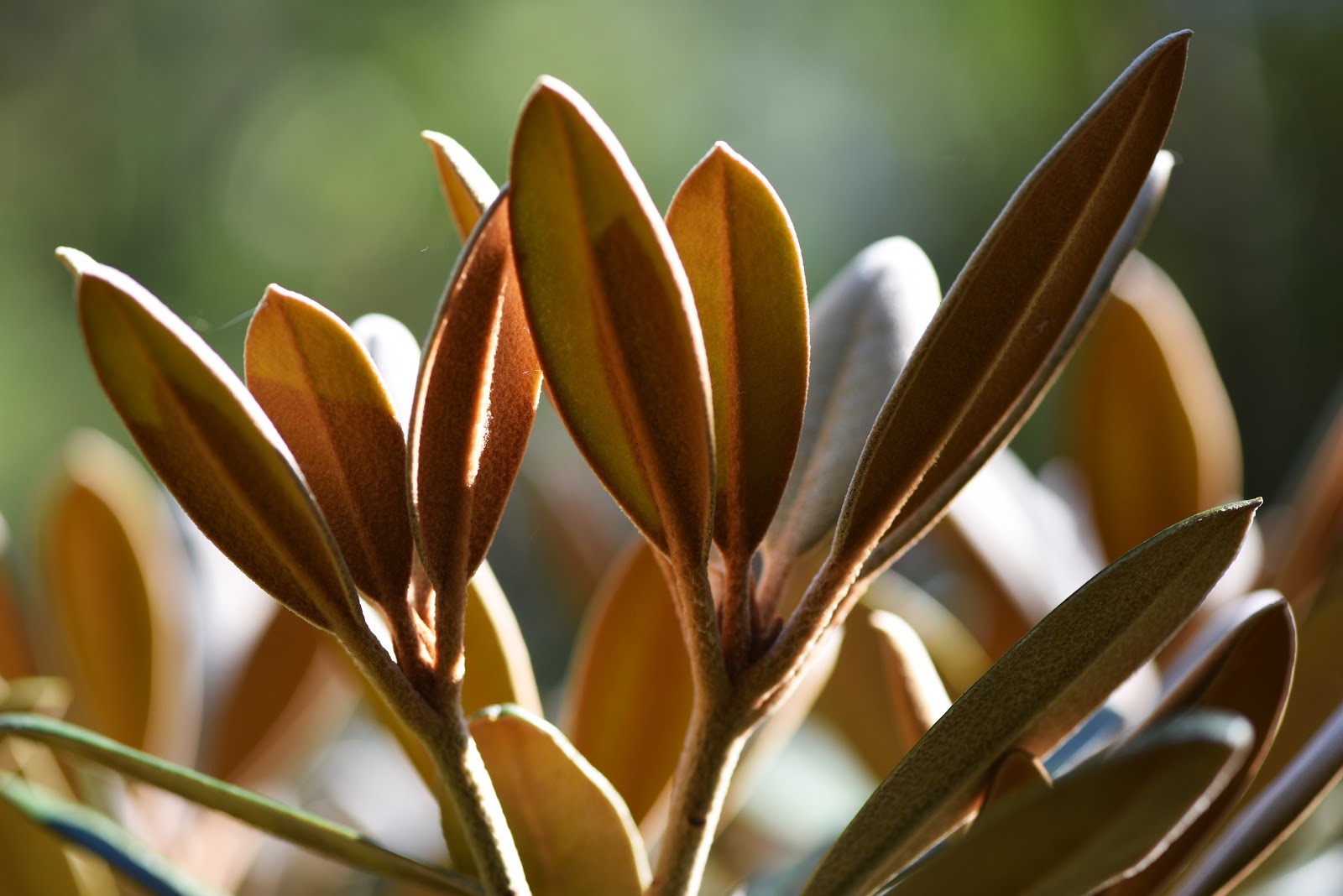 Hagtorpet: Rhododendron med indumentum och tomentum på bladen