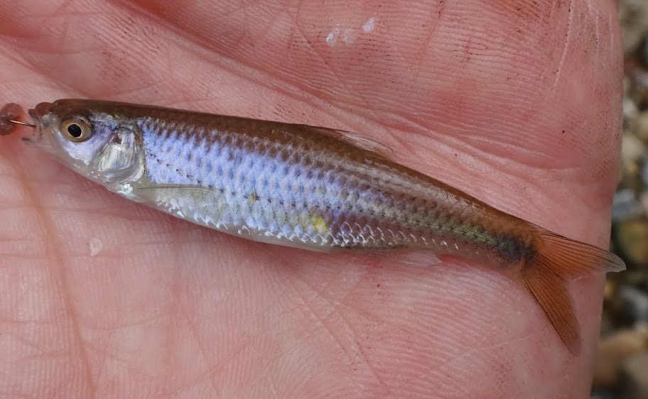 Ben Cantrell's fish species blog: VA / NC trip part 1 - Potomac drainage
