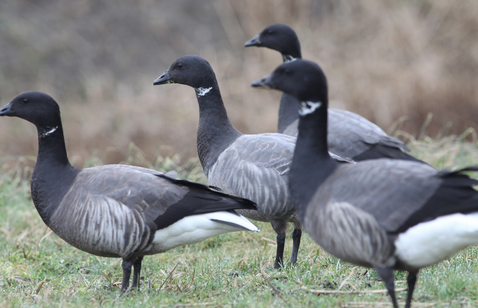 De Vogelaars: Rotganzen op Texel Ganzenreservaat Zeeburg 26 februari 2011