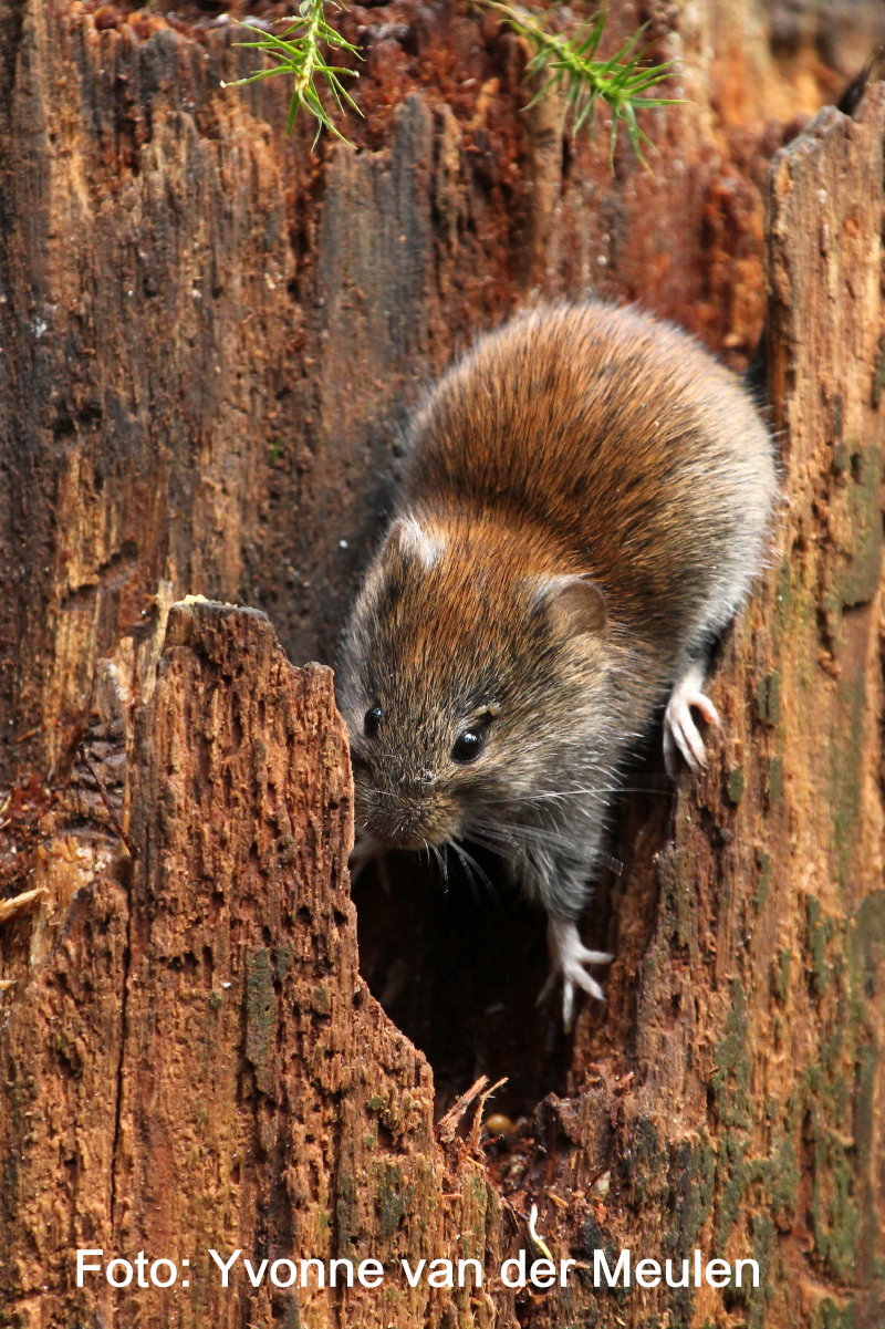 DE VELUWE: Rosse Woelmuis