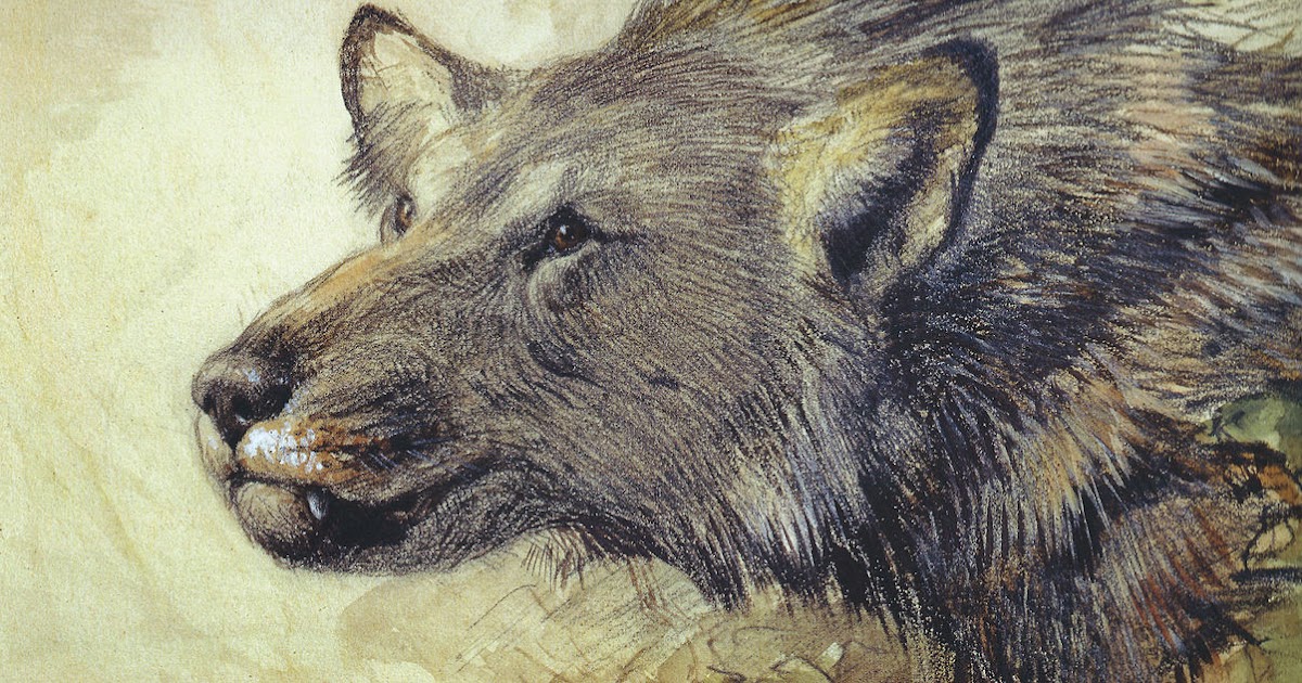 Extinct Animal of the Week: Bone Eating Dogs