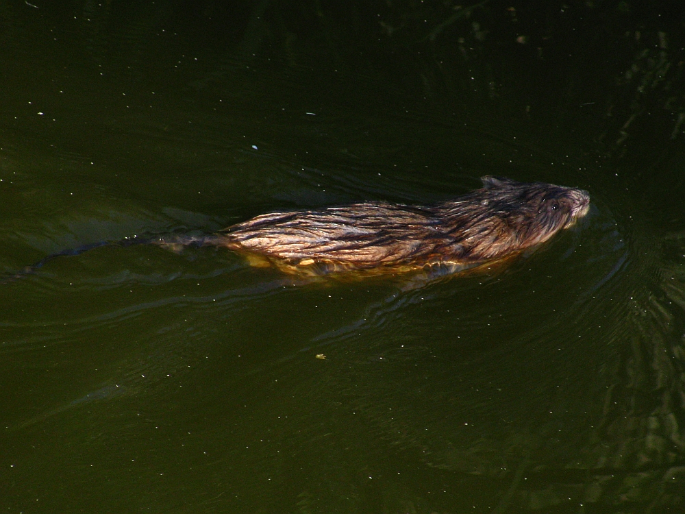 Pink Fluffy Cultural Criticism: Birdwatching sau balaureala prin Dobrogea