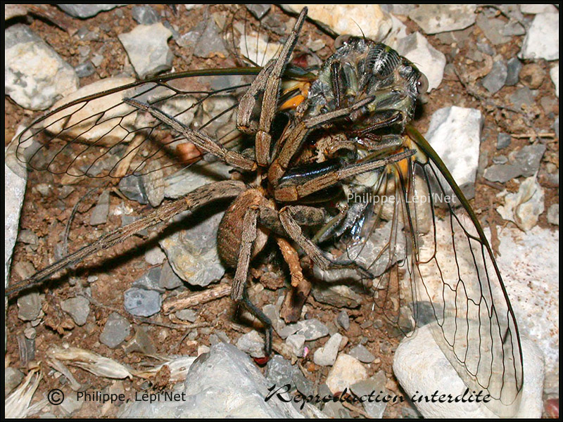 WILDLIFE GATEWAY: Jeune Lycose de Narbonne femelle