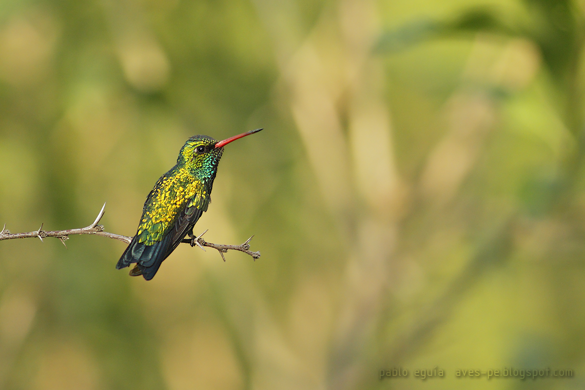 mis fotos de aves: Chlorostilbon lucidus Picaflor Verde Glittering ...