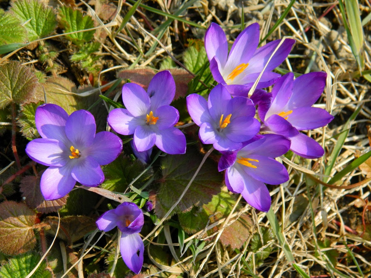 LA MULTI ANI, ROMANIA!: Branduse mov