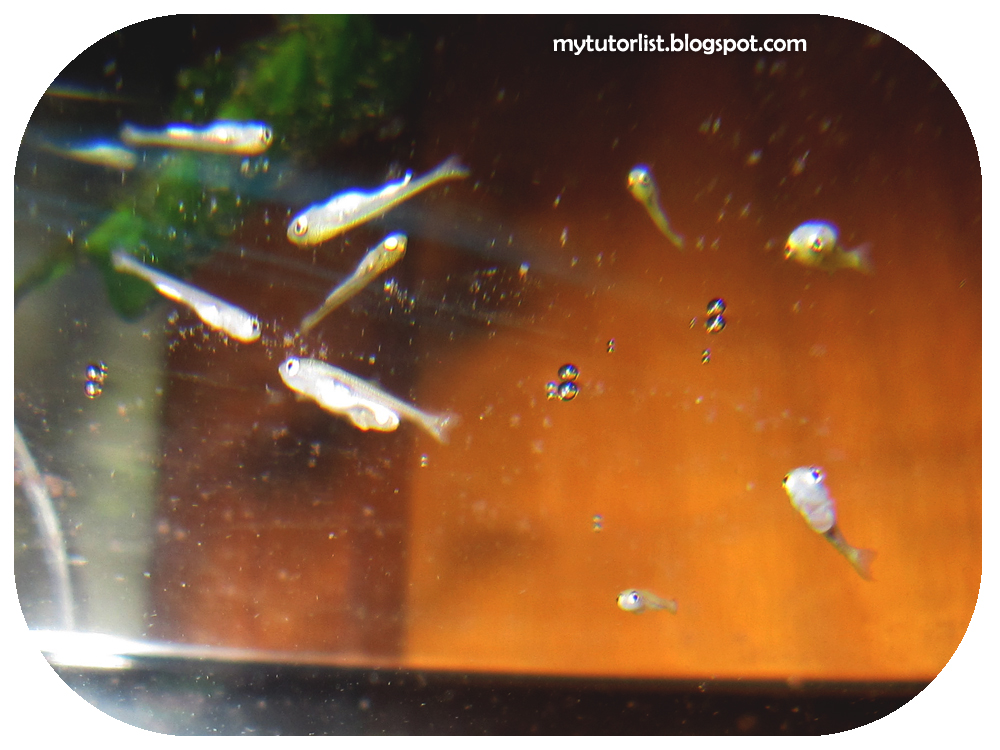 Goldfish Babies Day 24 : Behind Mytutorlist.com
