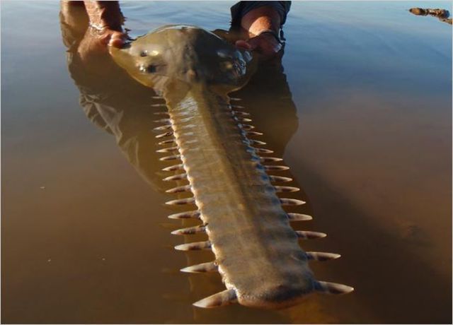 Funny Picture: 10 Most Diabolical & Scariest Fish On Earth at River ...