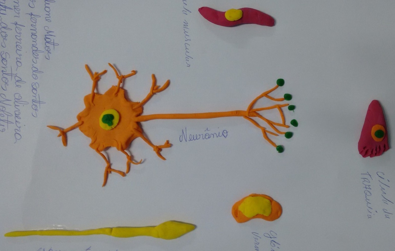RosaBio: Forma das Células do Corpo Humano