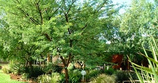 Gardening in Africa: Acacia karroo (Vachellia karroo)