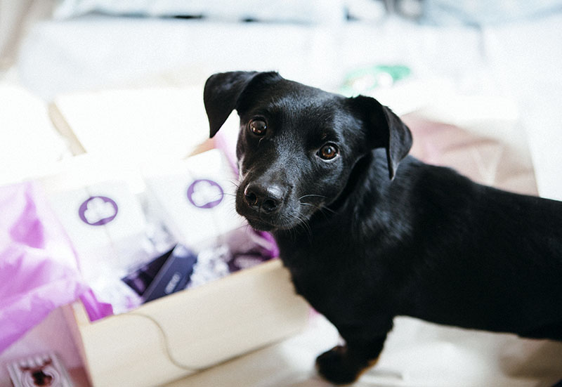 MALA'S FIRST PUPPY BOX - dariadaria archive