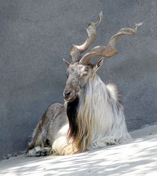 Interesting Facts about Markhor Goat | Interesting Facts