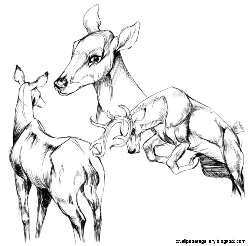 Doe Deer Drawing | Wallpapers Gallery