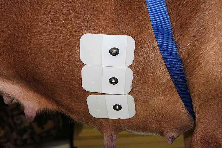 Boxers 101: Holter Monitor Hook-Up: The "Fort Knox" Method