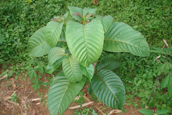 Kapan pohon jabon mulai dikenal di Indonesia?