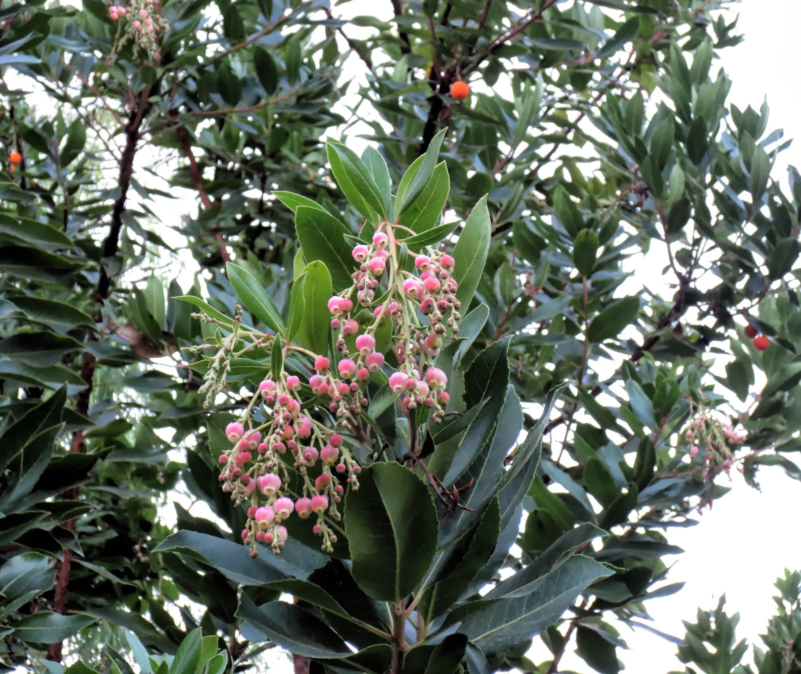 Late to the Garden Party: My favorite plant this week: Arbutus 'Marina'