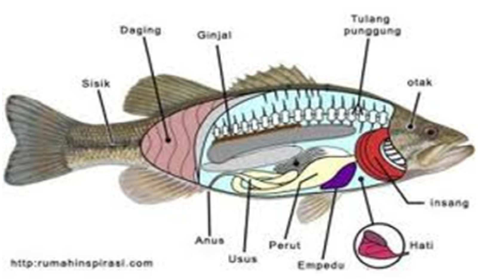 KPM UNJ: TOT 9 & 10 teknik bedah katak dan ikan mas