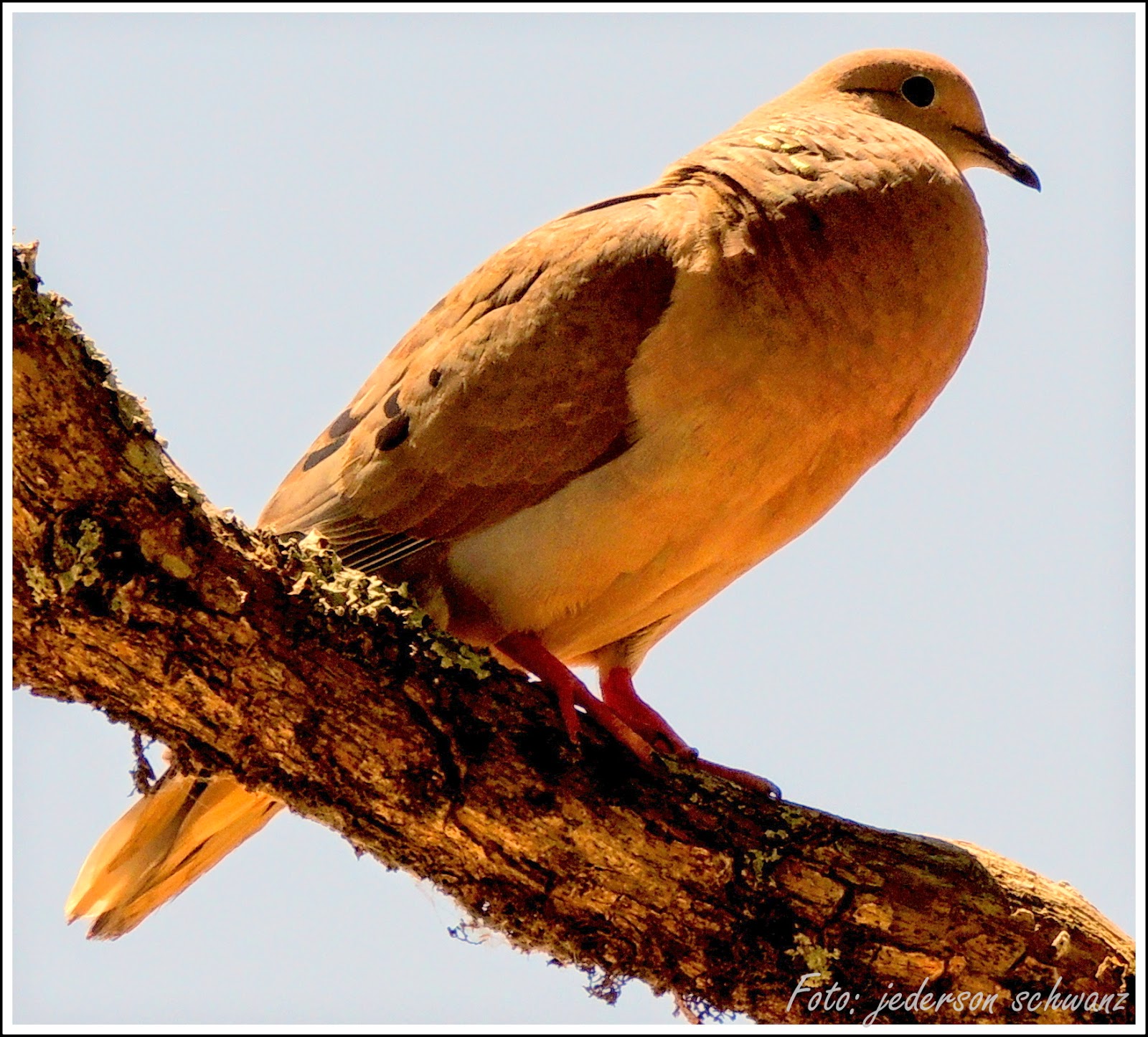 Pássaros & hobbies legais : Pomba de bando -- Zenaida auriculata (Des ...