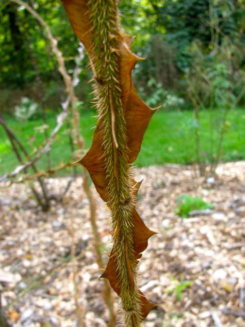 GardenLife Blog: What's Growing In Our Gardens?