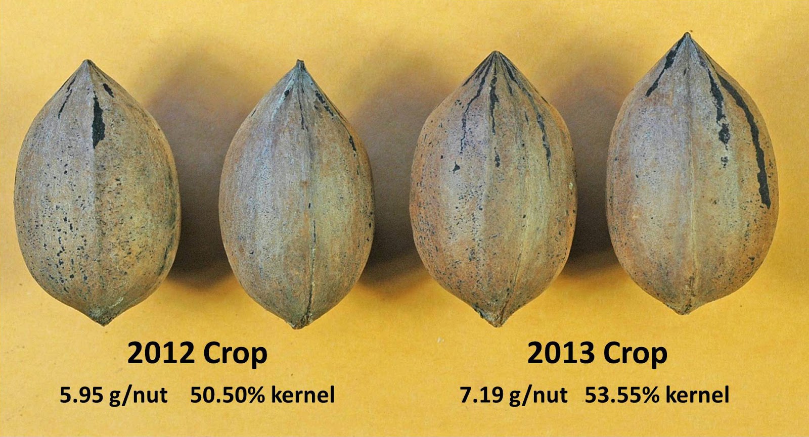 Northern Pecans: Kanza: Seasonal differences