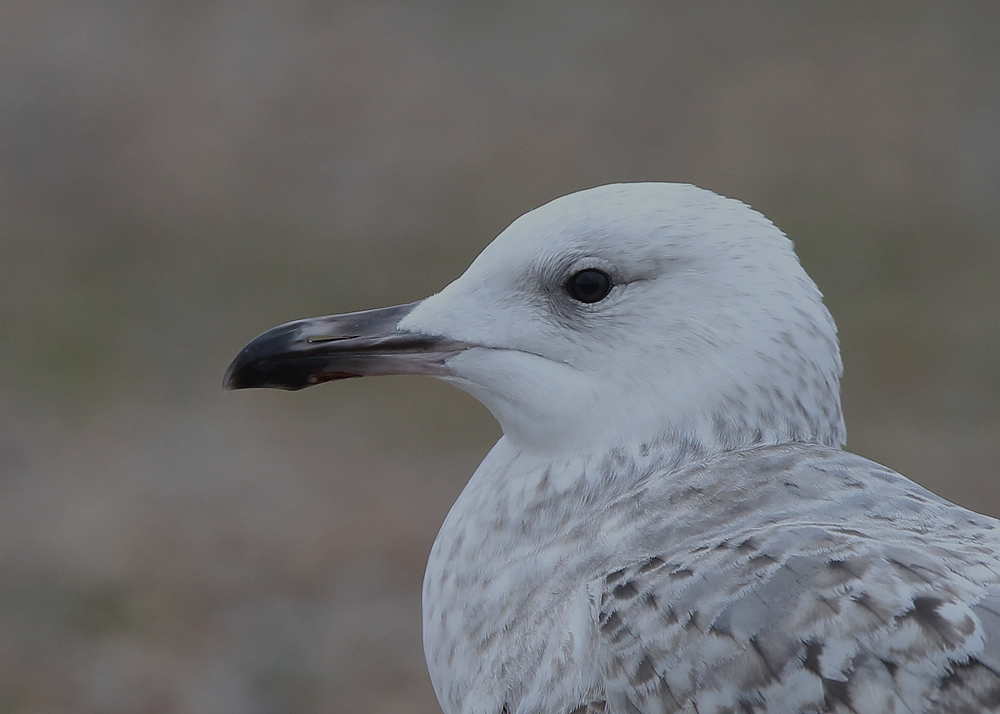 Richard Smith - Birdwatching Days Out: CASPIAN GULL, 1st winter x 3 ...