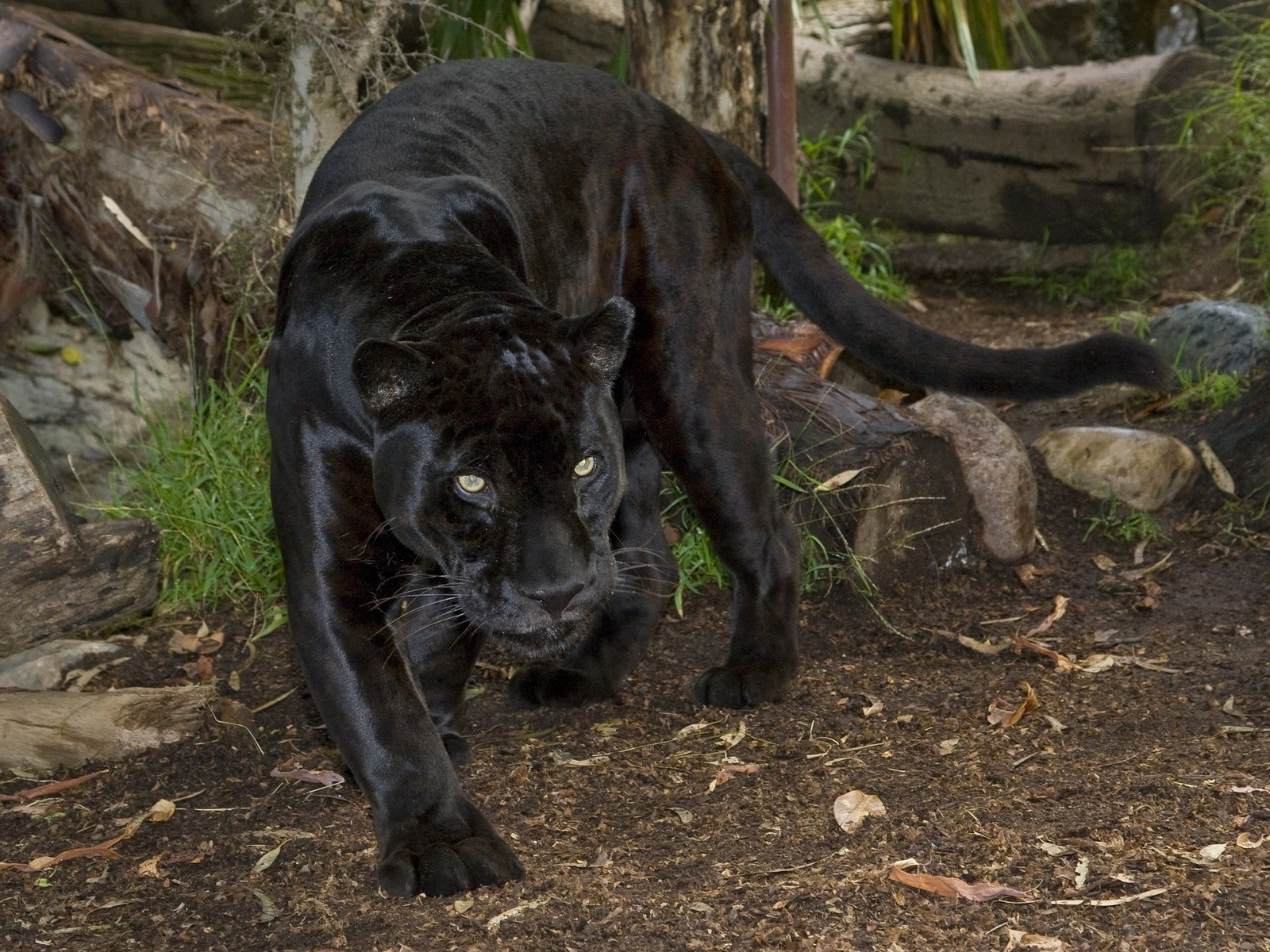 Imagen del pantera animal salvaje - Imagui