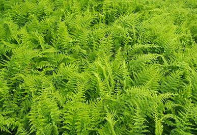 GoGardenNow - The Gardening Blog: About the Eastern Hay-scented Fern ...