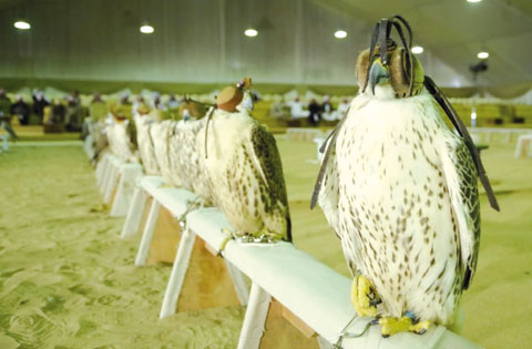 My Travels,My Experiences: Falcon Beauty Contest,Q8