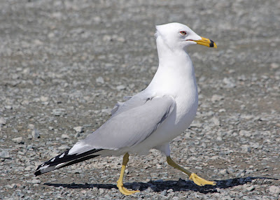 Birding with Lisa de Leon: Ring-billed Gull - Spring Arrivals
